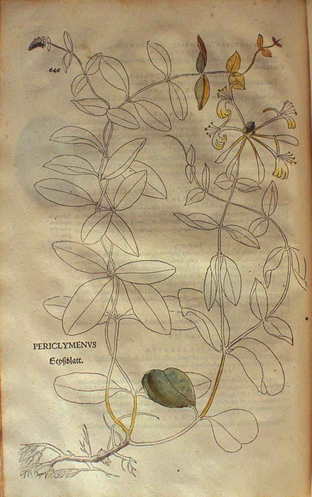 Fragment 500383 | The herb Pantagruelion