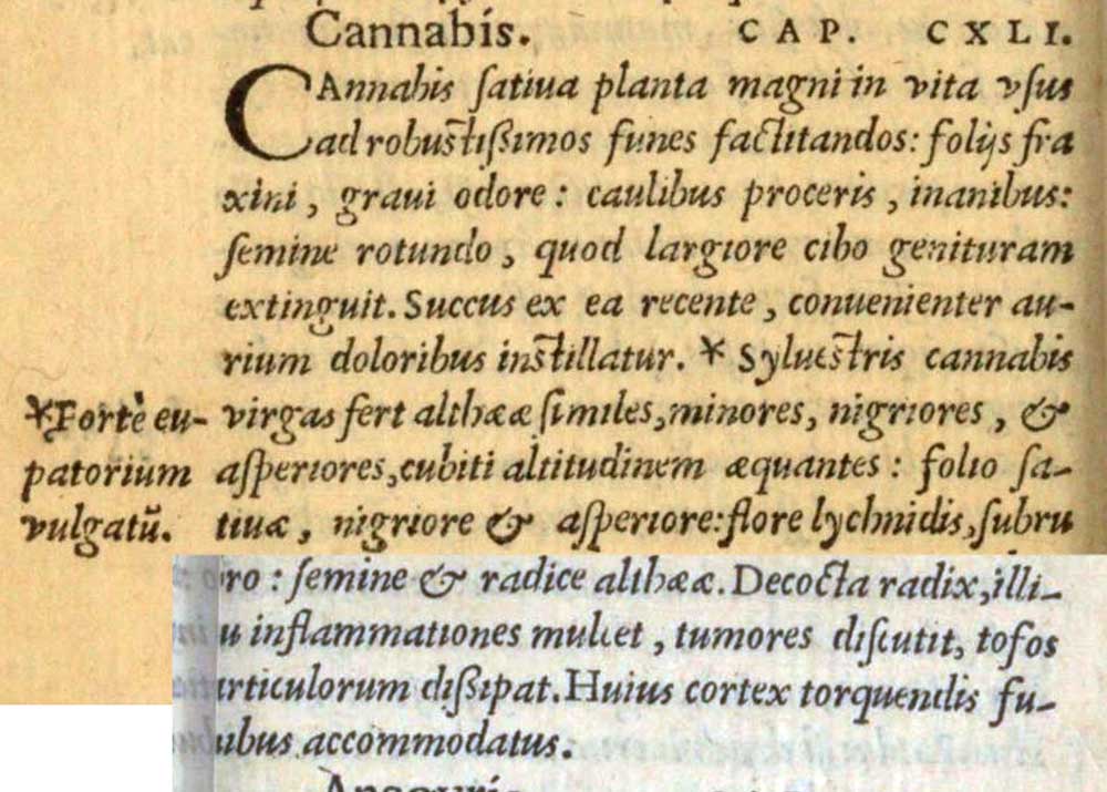 Dioscorides | The herb Pantagruelion