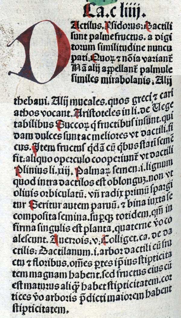 palms | The herb Pantagruelion