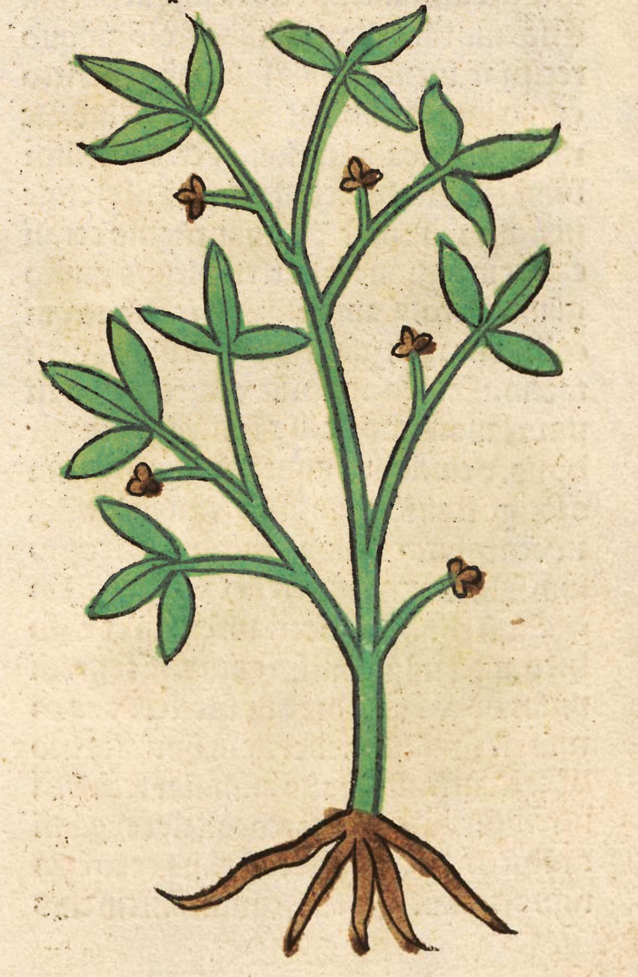euphorbium from Euphorbus, physician to king Juba | The herb Pantagruelion