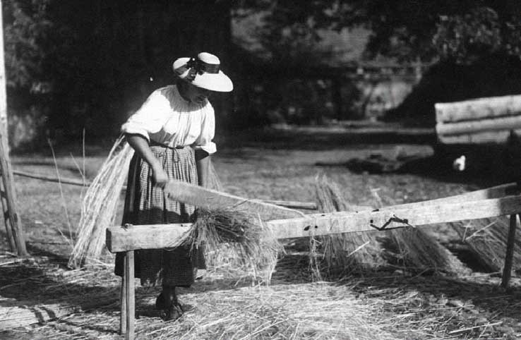 then in shade excorticate it, and separate the fibres | The Herb ...